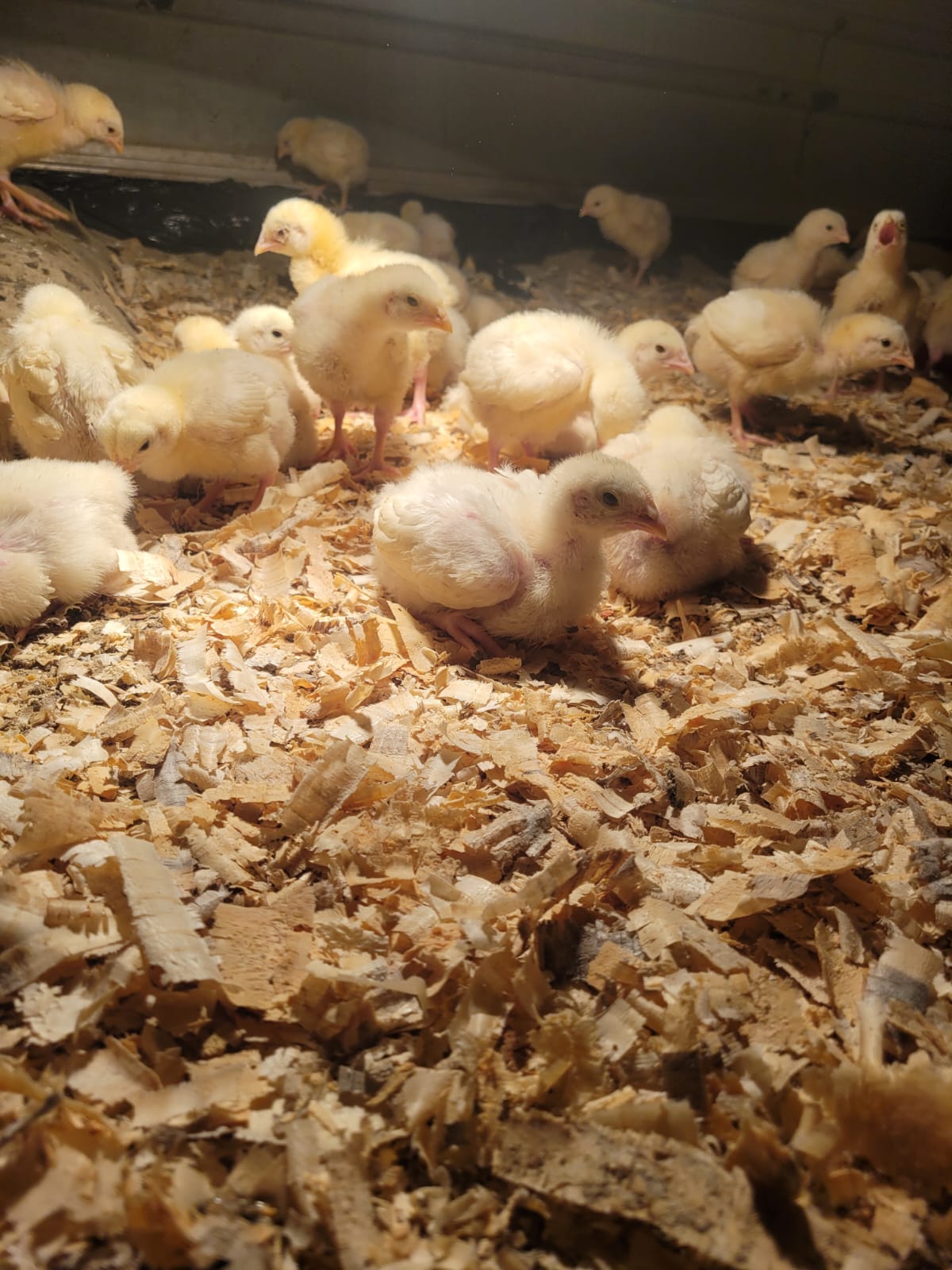 The Home Of Chickens – Quality chicken products you can trust.